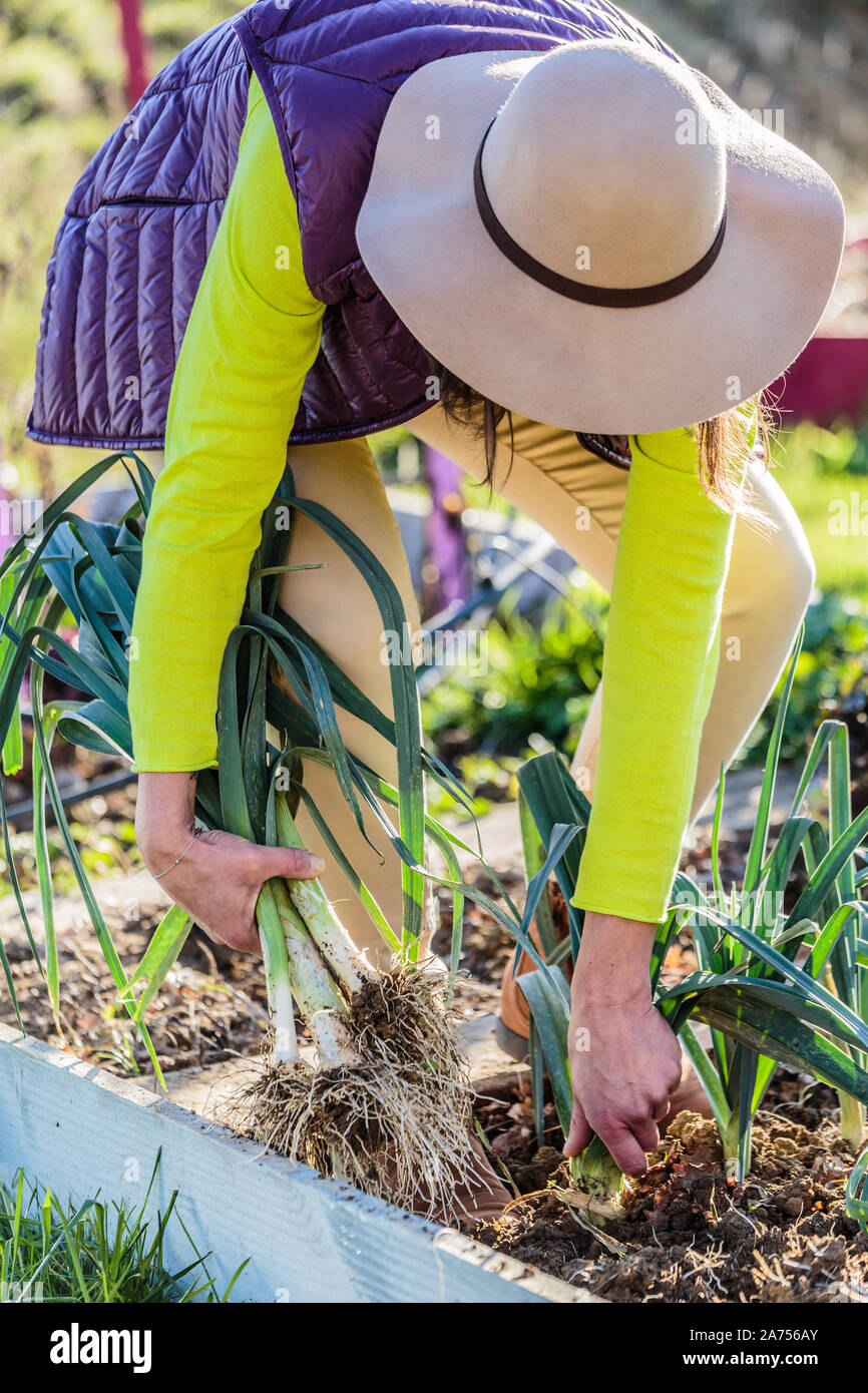 Leek winter person hi-res stock photography and images - Alamy