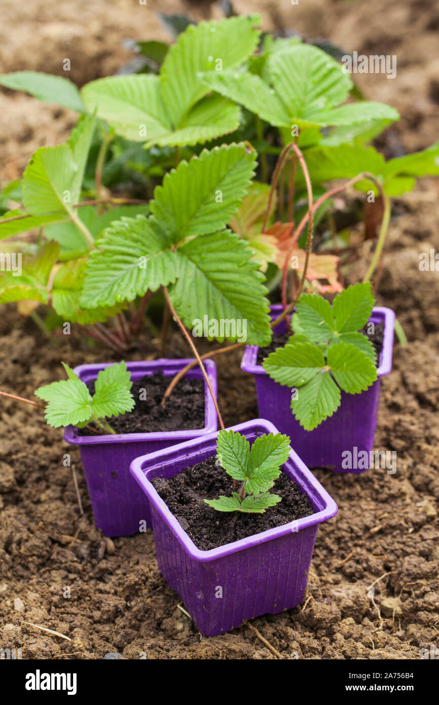 Stawberry plant hi-res stock photography and images - Alamy