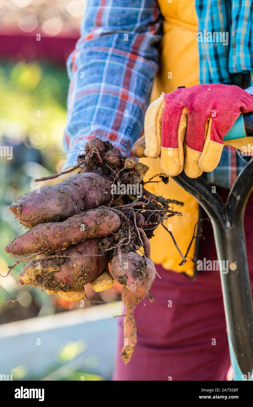 Harvest sweet potato. Man holding freshly harvested sweet potato tubers ...