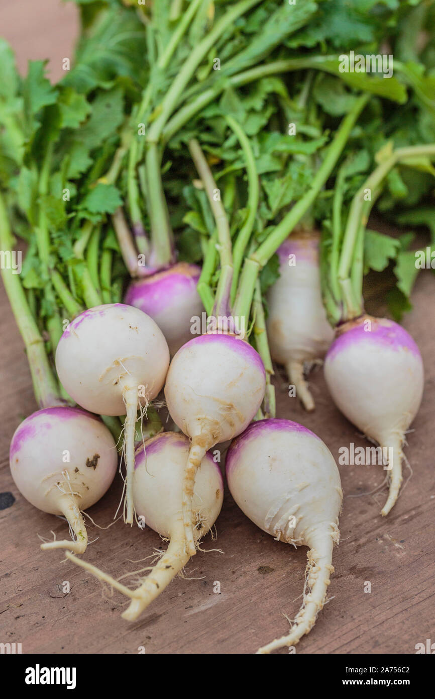 Botany brassicaceae globe hi-res stock photography and images - Alamy