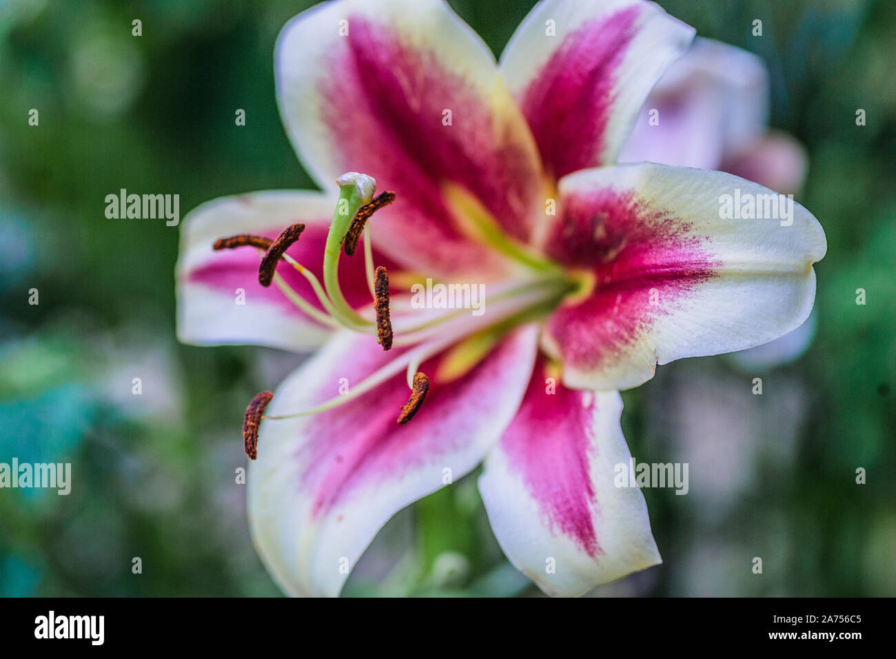 Lavon lily hi-res stock photography and images - Alamy