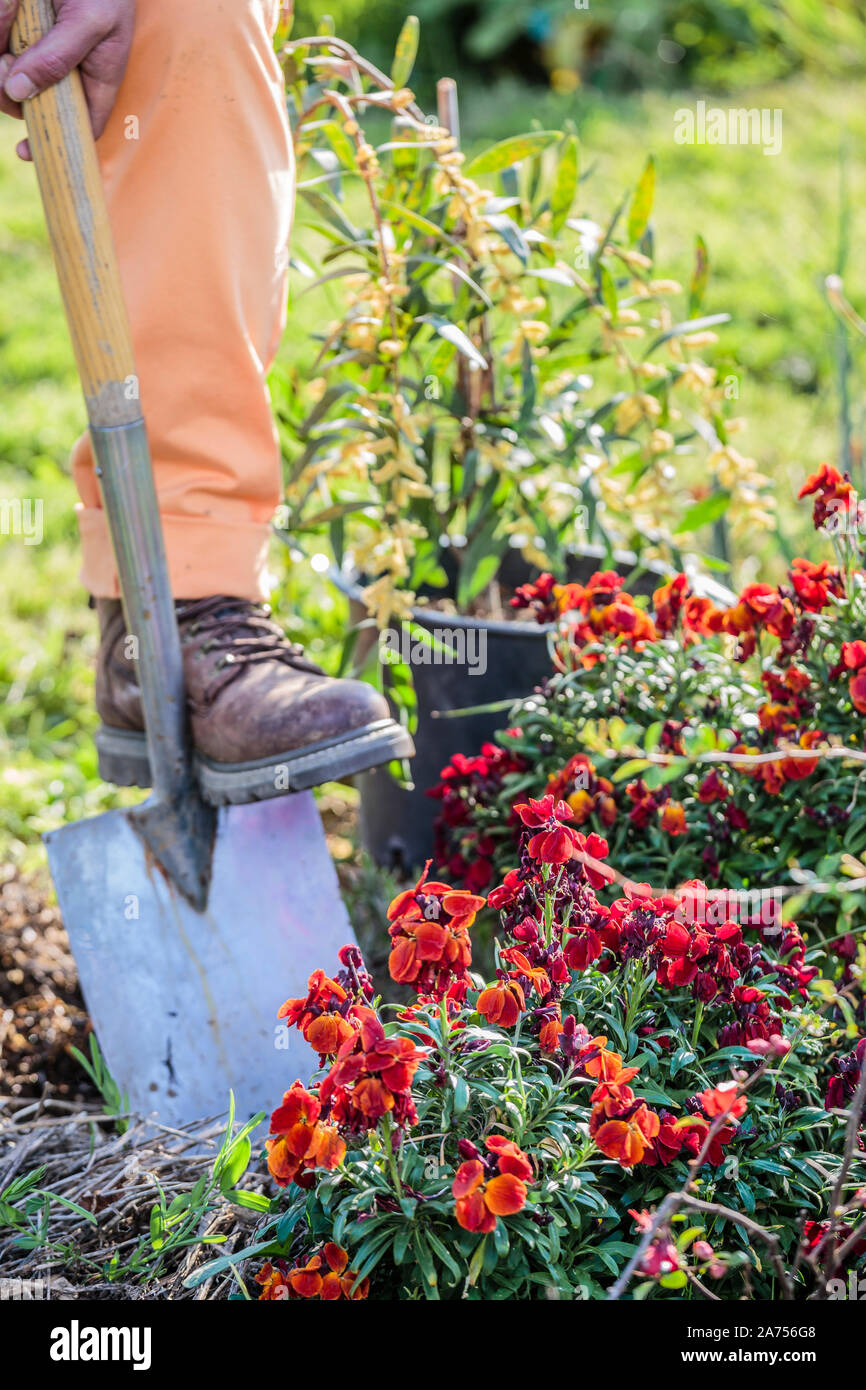 Golden Wattles High Resolution Stock Photography and Images - Alamy