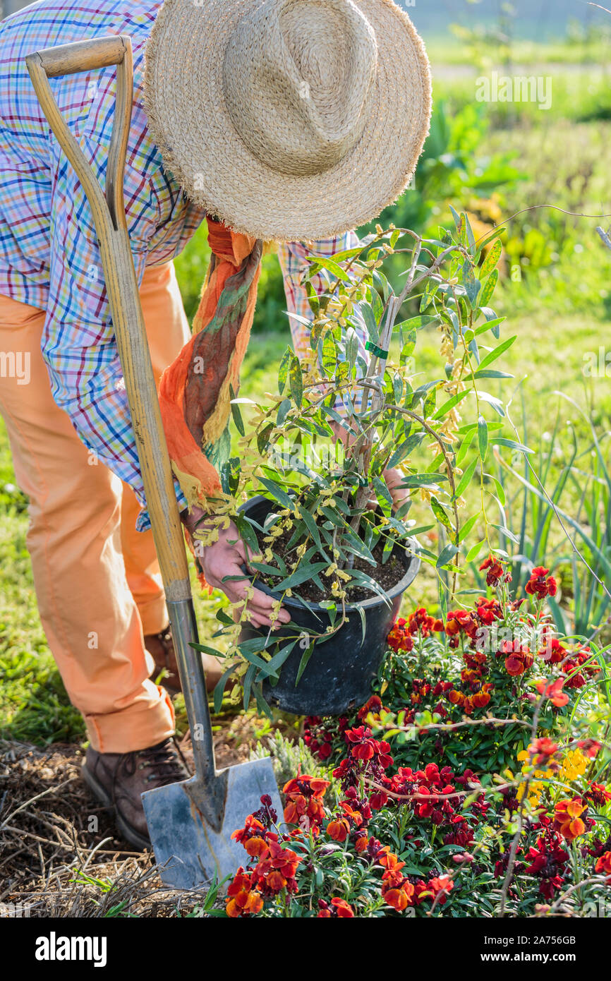 Man planting a Sydney golden wattle (Acacia longifolia Stock Photo - Alamy