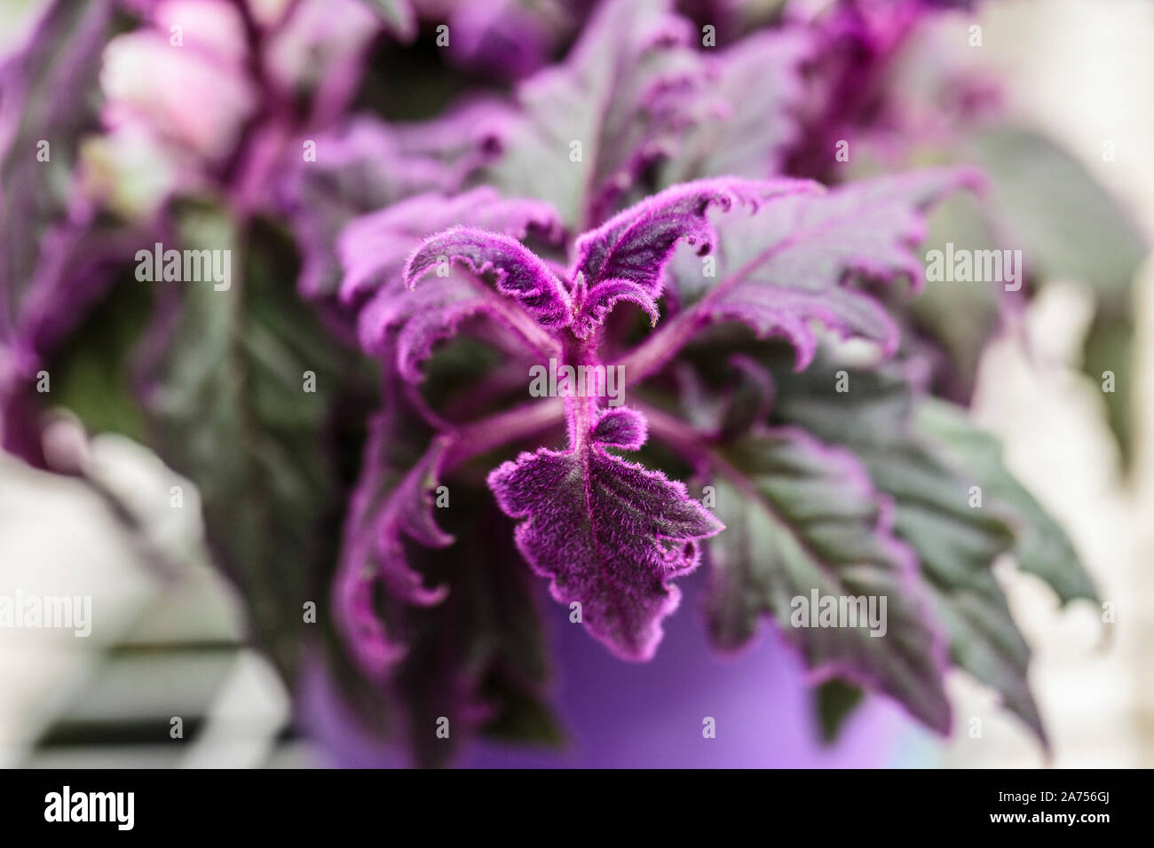 Gynura High Resolution Stock Photography and Images - Alamy