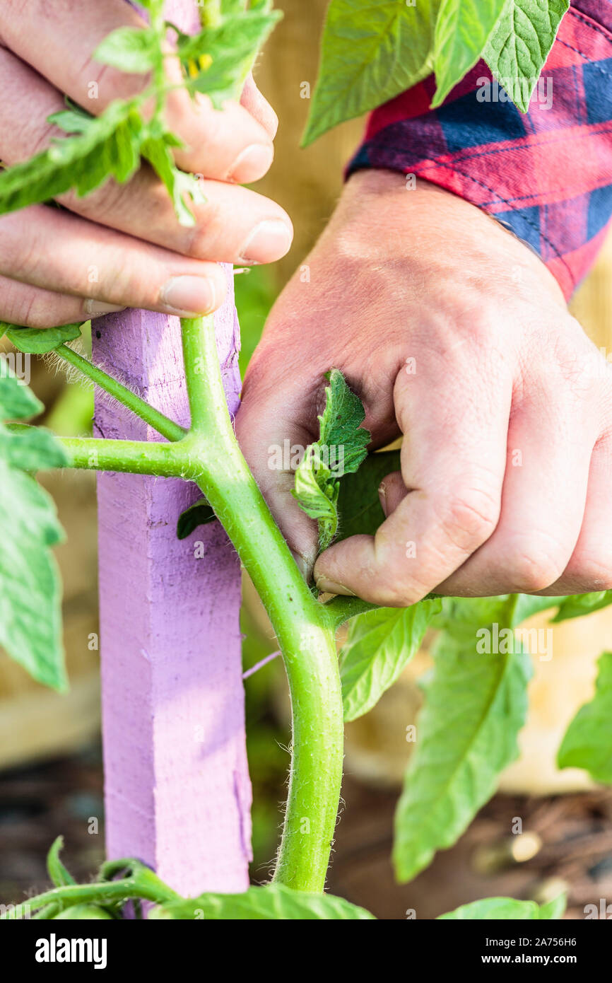 Pinching tomato plants hi-res stock photography and images - Alamy