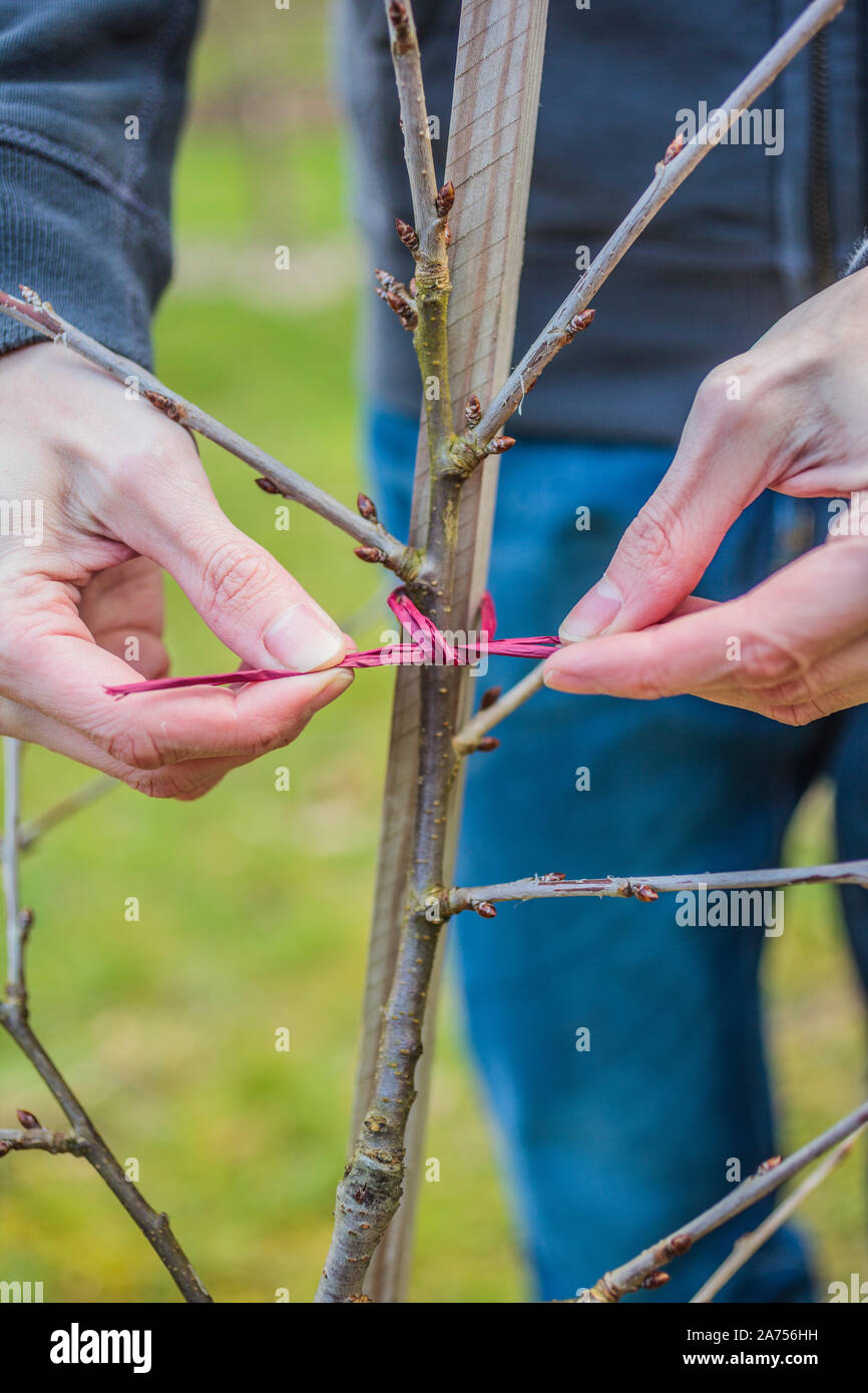 Staking a fruit tree stalk. Attaching a young cherry branch to a ...