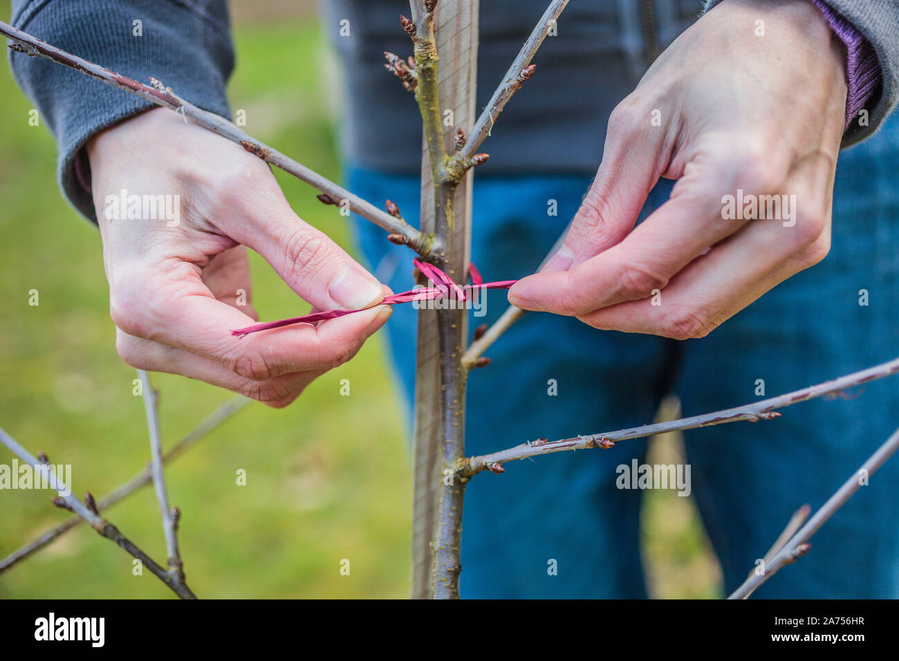 Staking a fruit tree stalk. Attaching a young cherry branch to a ...