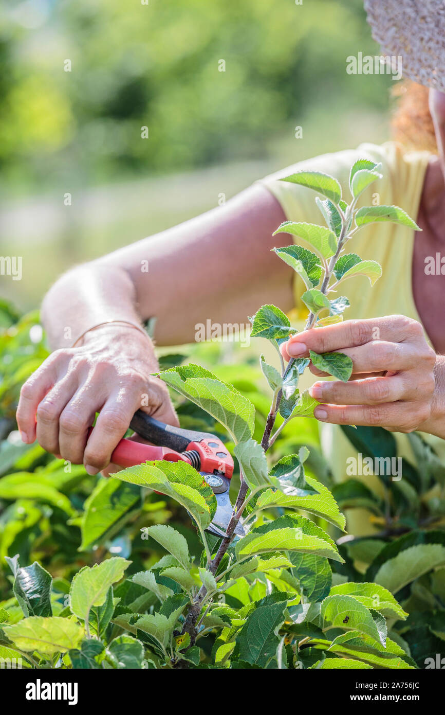 Woman cutting an apple tree in summer: shortening of the longest shoots ...