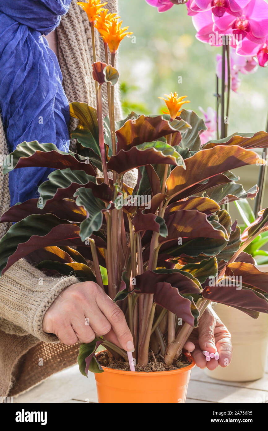 Woman bringing a stick fertilizer to a calathea (Calathea sp) in pot ...