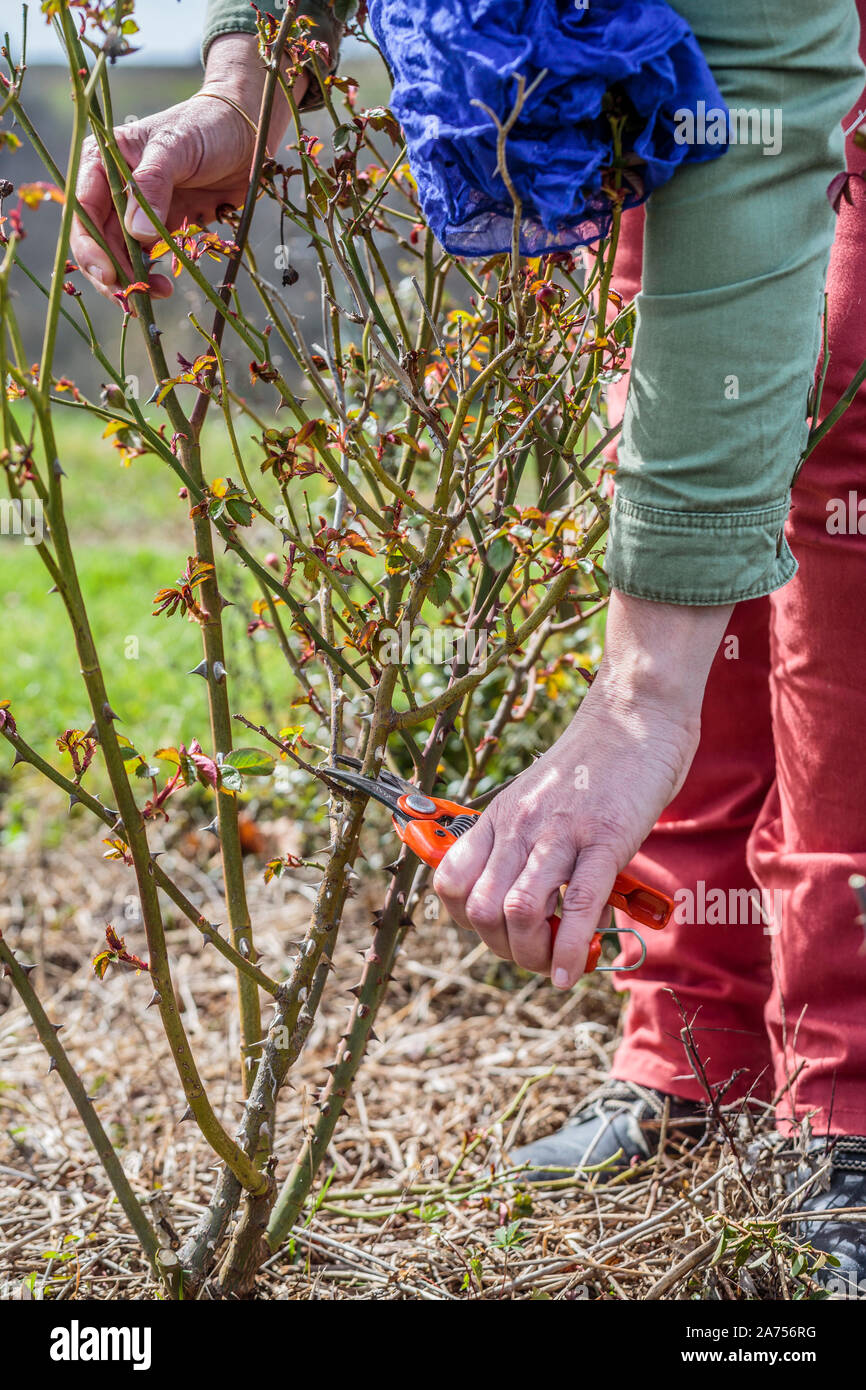 Size of a rose bush at the end of winter: we cut the branched and not ...