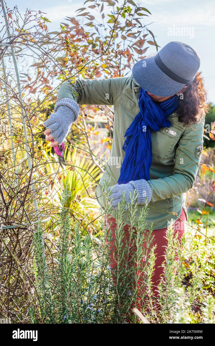 Woman pruning a climbing rose in winter Stock Photo - Alamy