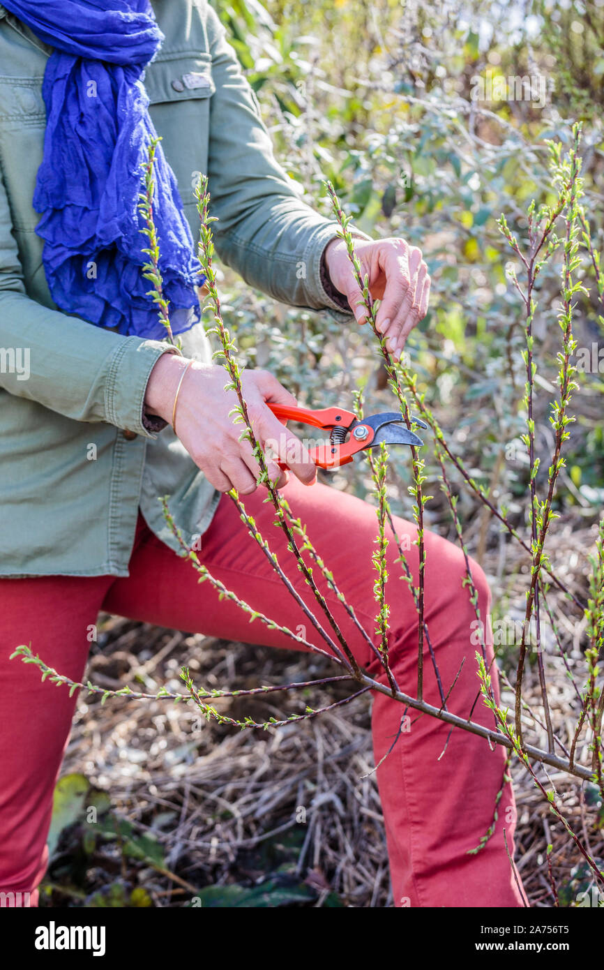 Size of an ornamental willow in spring: the twigs of the past year are ...