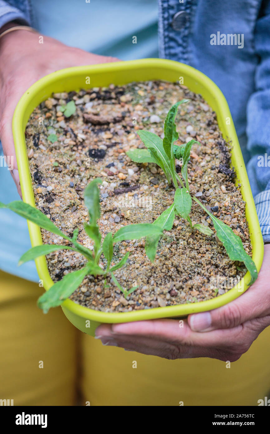 Cutting root of Thistle (Echinops ritro) step by step. 6 result :10 ...