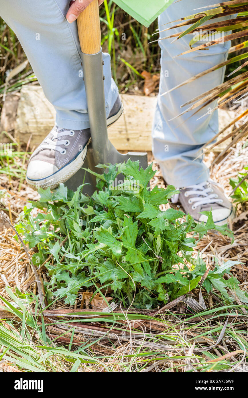 Cutting root of Thistle (Echinops ritro) step by step. 1: Unearth Stock ...