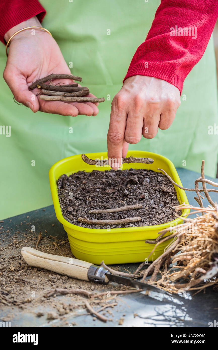Cutting root of Thistle (Echinops ritro) step by step. 3: Put in pot ...