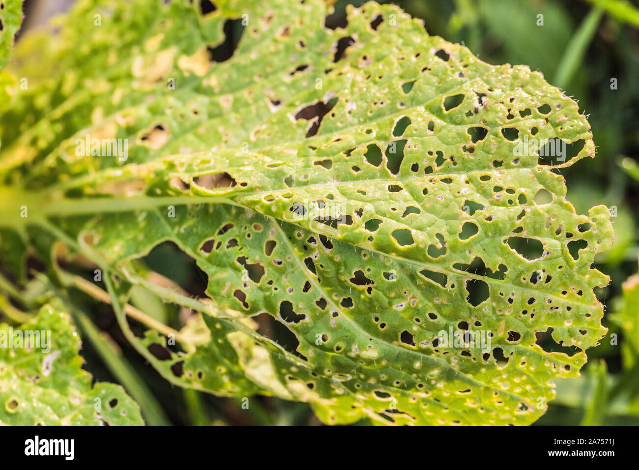 Cabbage flea beetle hi-res stock photography and images - Alamy