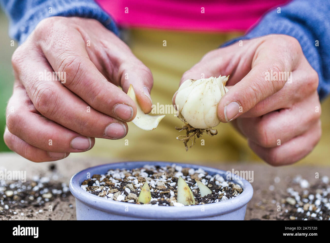 Cutting the lily by scale cuttings Stock Photo - Alamy