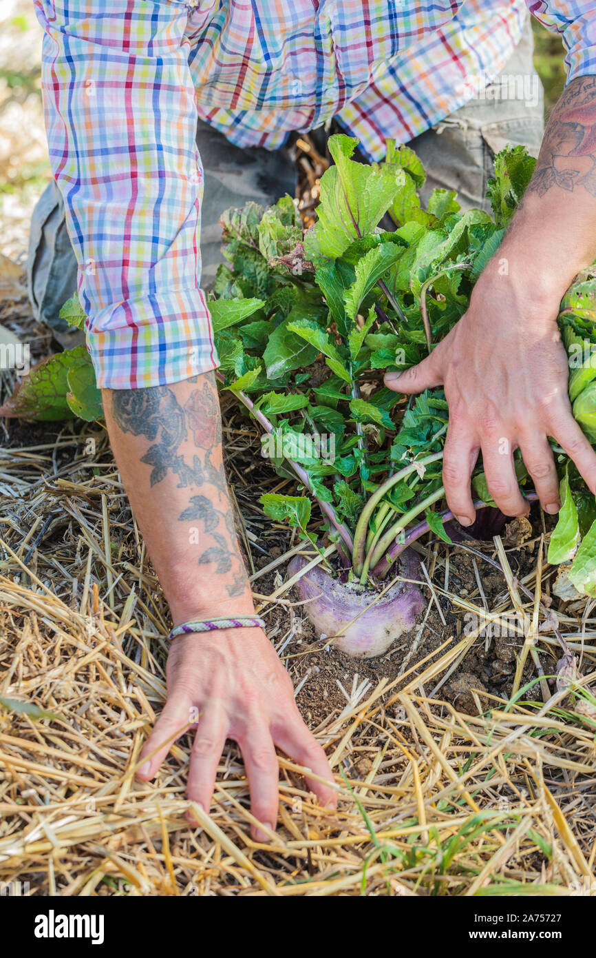 Clearing of mulch around a turnip grown on permaculture mulch Stock ...