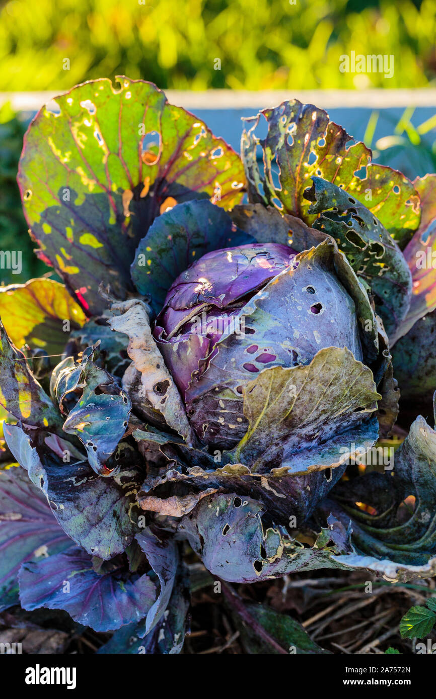 Chill mould hi-res stock photography and images - Alamy