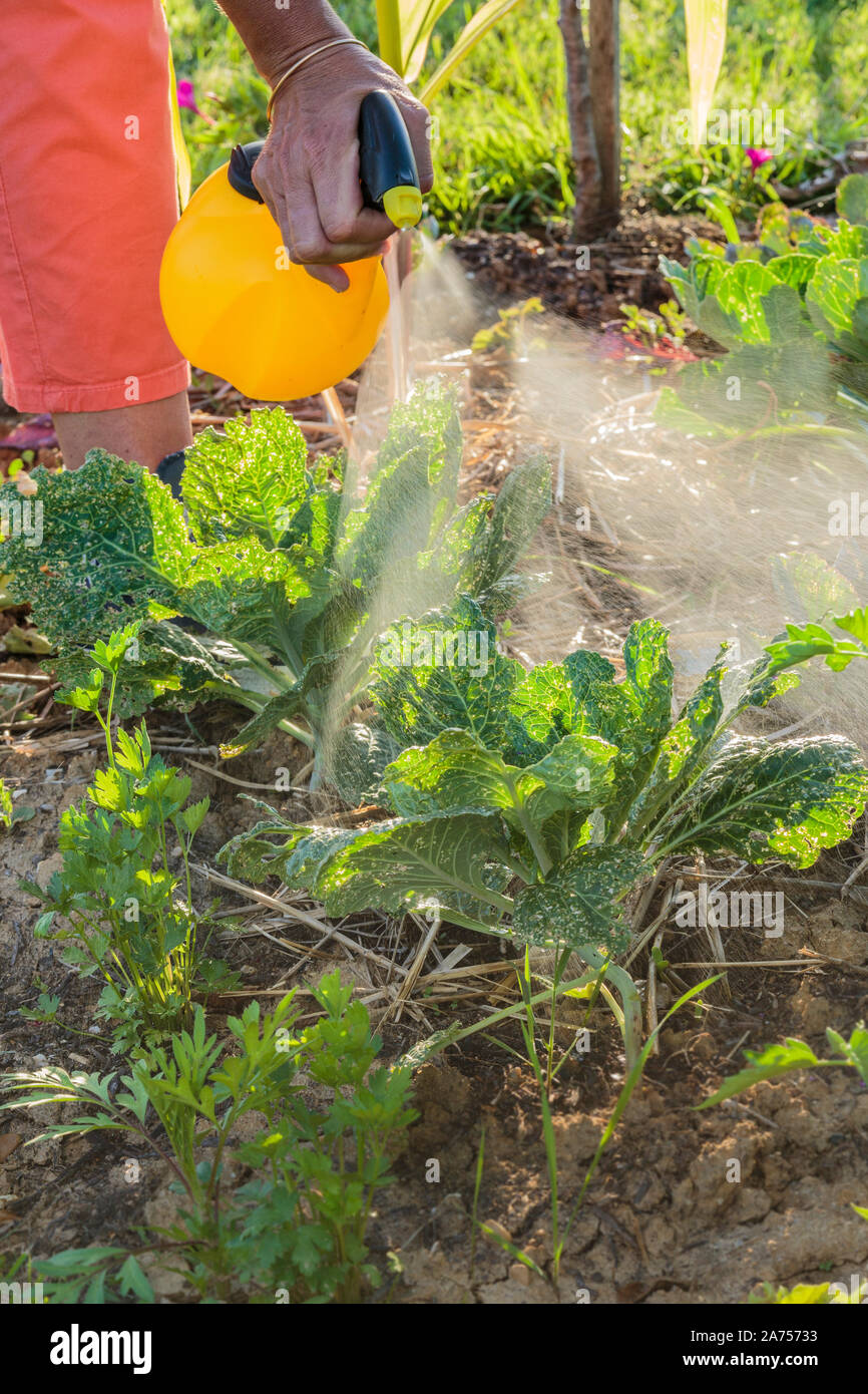 Capparales Order High Resolution Stock Photography and Images - Alamy