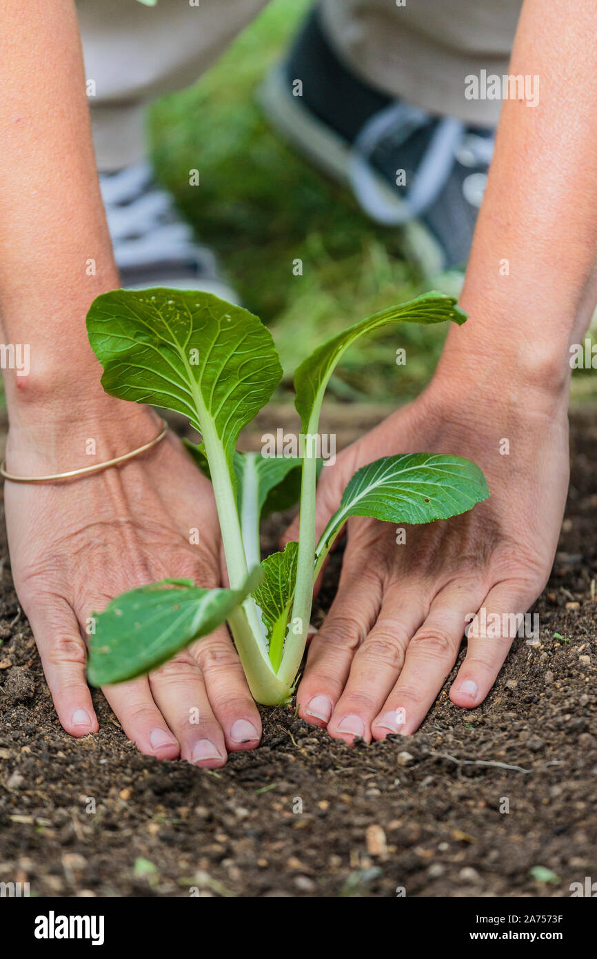 Woman planting a Chinese cabbage (Bok choy or Pak choi). Planting a ...