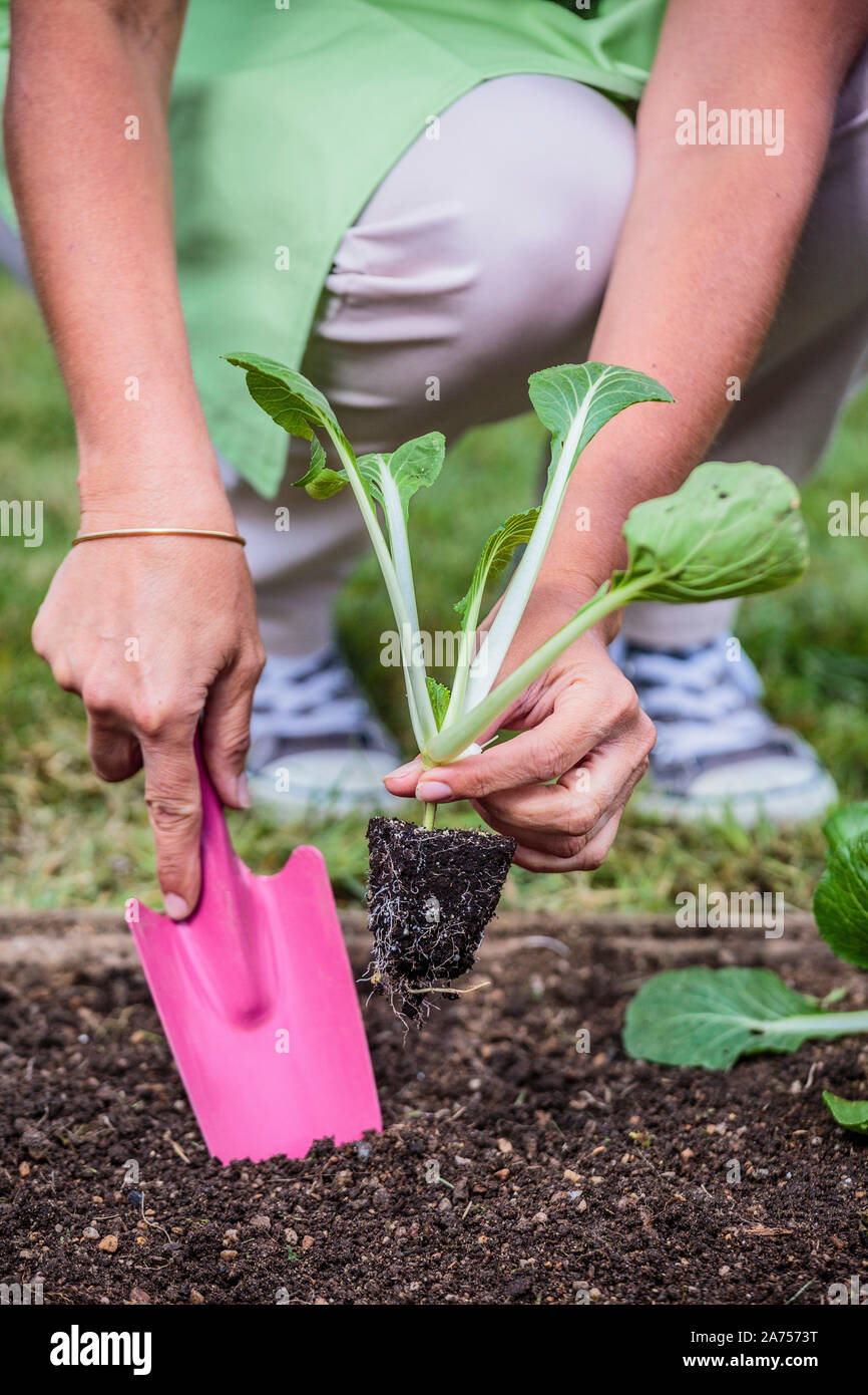 Woman planting a Chinese cabbage (Bok choy or Pak choi). Planting a ...
