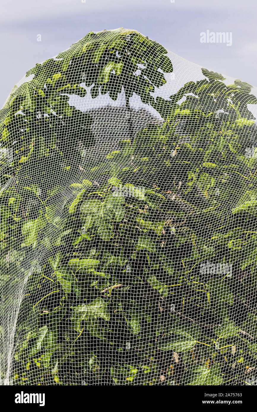 On a fig tree hi-res stock photography and images - Alamy