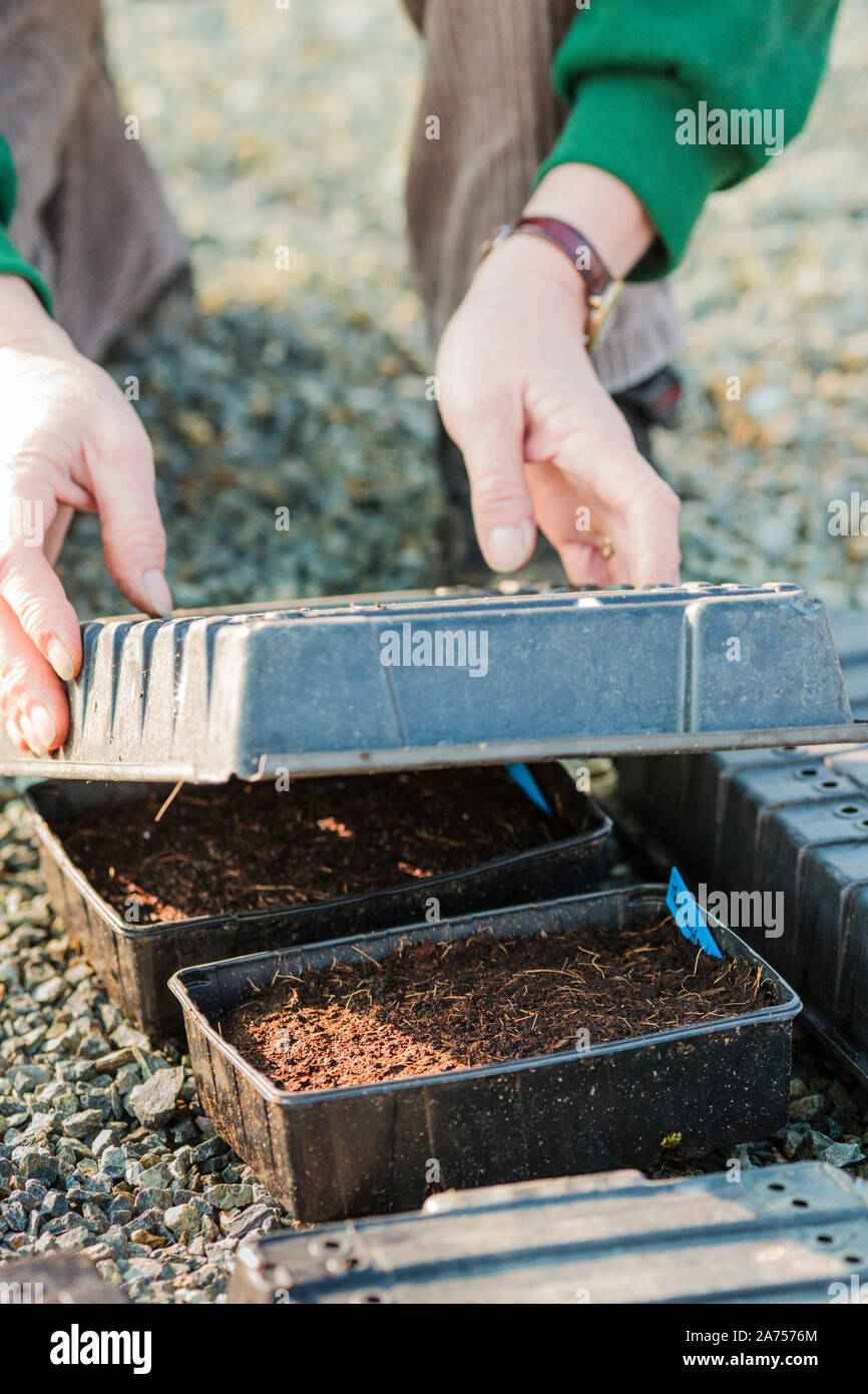Seedlings of Primroses (Primula sp): Cover a few weeks, the seeds rise ...