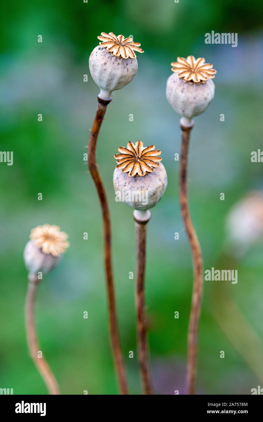 Opium Poppy (Papaver somniferum) capsules after flowering in summer ...