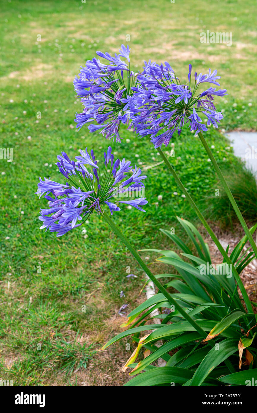 Agapanthe Agapanthus Sp High Resolution Stock Photography and Images ...