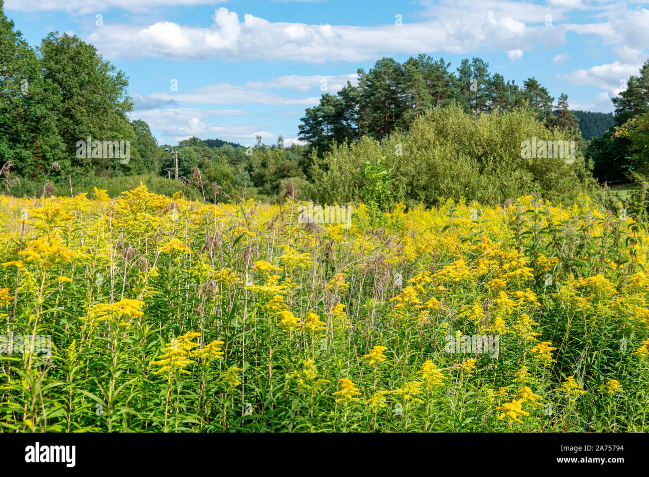Goldenrods Solidago Sp High Resolution Stock Photography and Images - Alamy