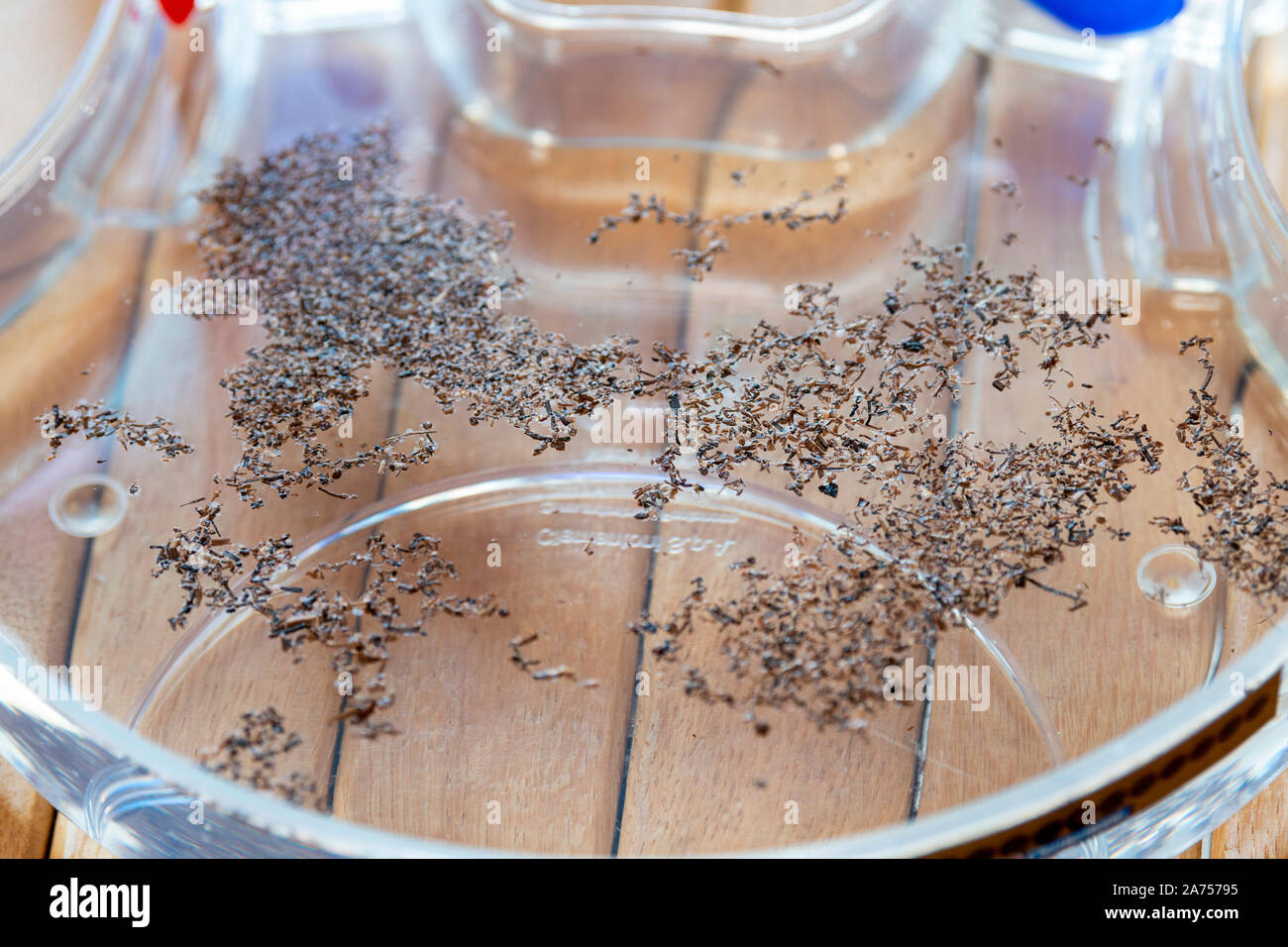 Triops shrimp hi-res stock photography and images - Alamy