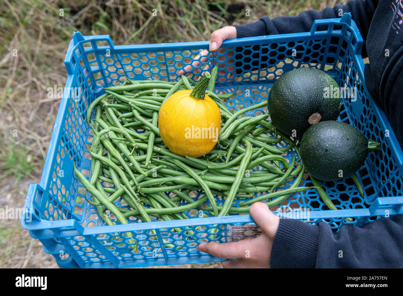 Girl harvesting vegetables in a kitchen garden in summer, Pas de Calais ...