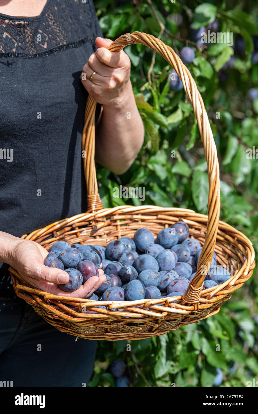 European plum prunus domestica rosaceae hi-res stock photography and ...