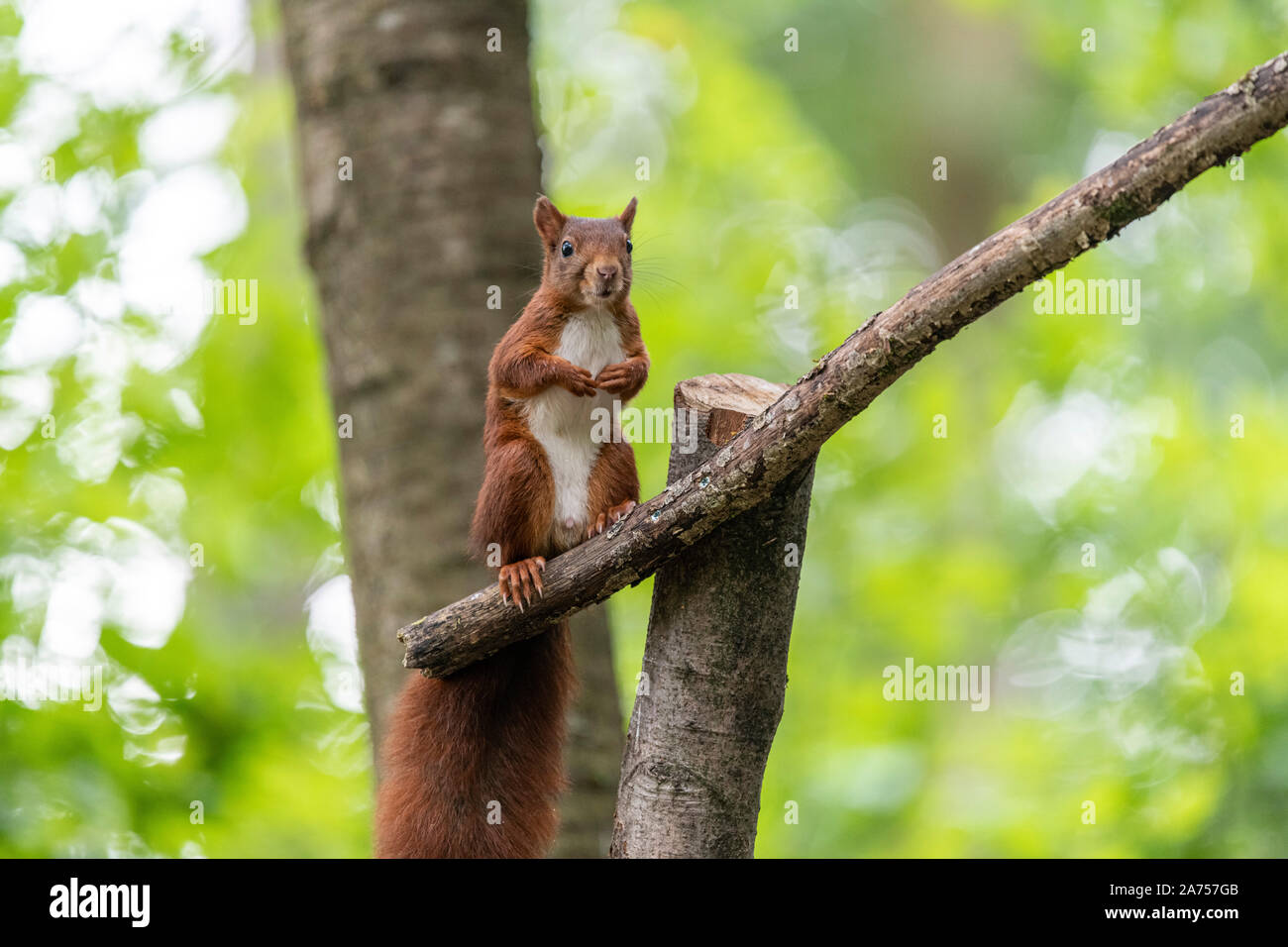 Red squirrel (Sciurus vulgaris) on a branch in a garden, Moselle ...