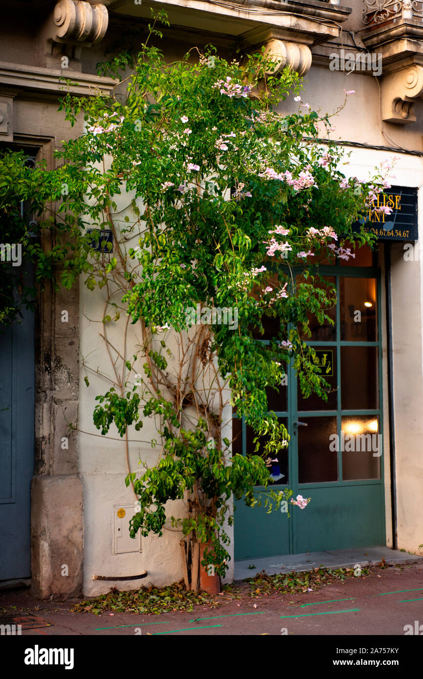 Vegetation of the city by micro-flowering, Pink Trumpet Vine (Tecoma ...