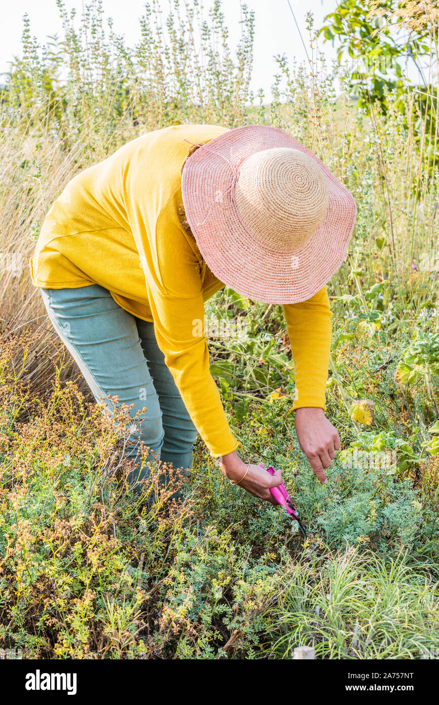 Woman harvesting Fringed rue (Ruta chalepensis) for maceration Stock ...