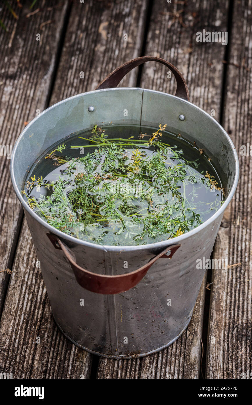 Preparation of a maceration of Fringed rue (Ruta chalepensis) against ...