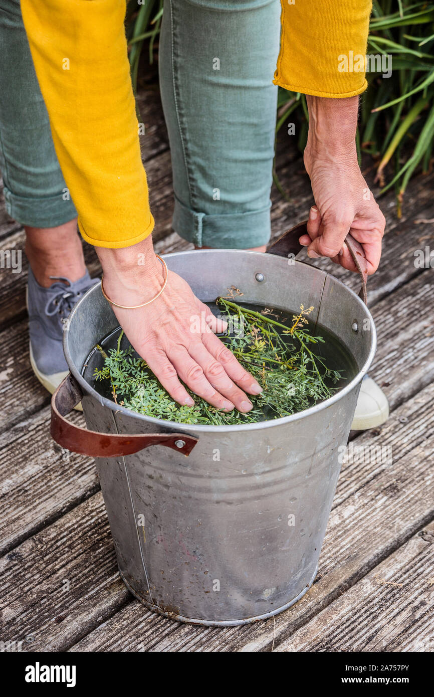Preparation of a maceration of Fringed rue (Ruta chalepensis) against ...
