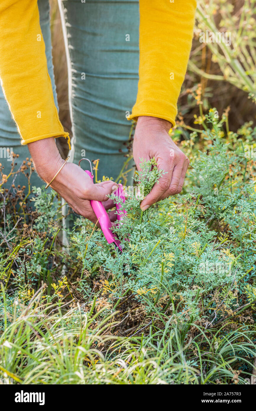 Woman harvesting Fringed rue (Ruta chalepensis) for maceration Stock ...