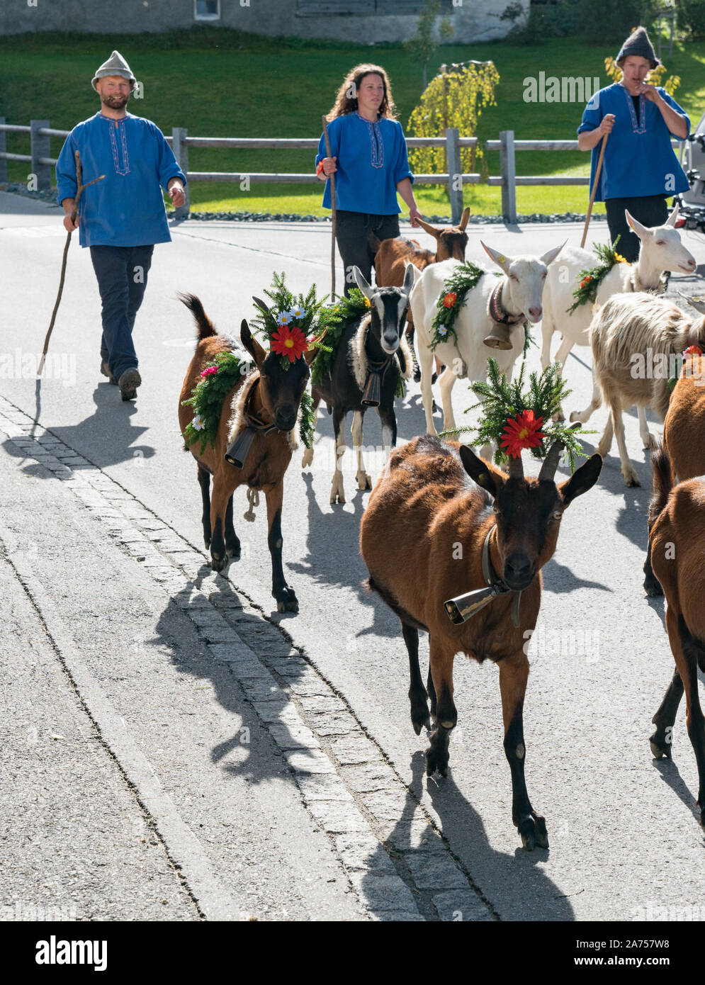 Shepherd with herd of goats hi-res stock photography and images - Alamy