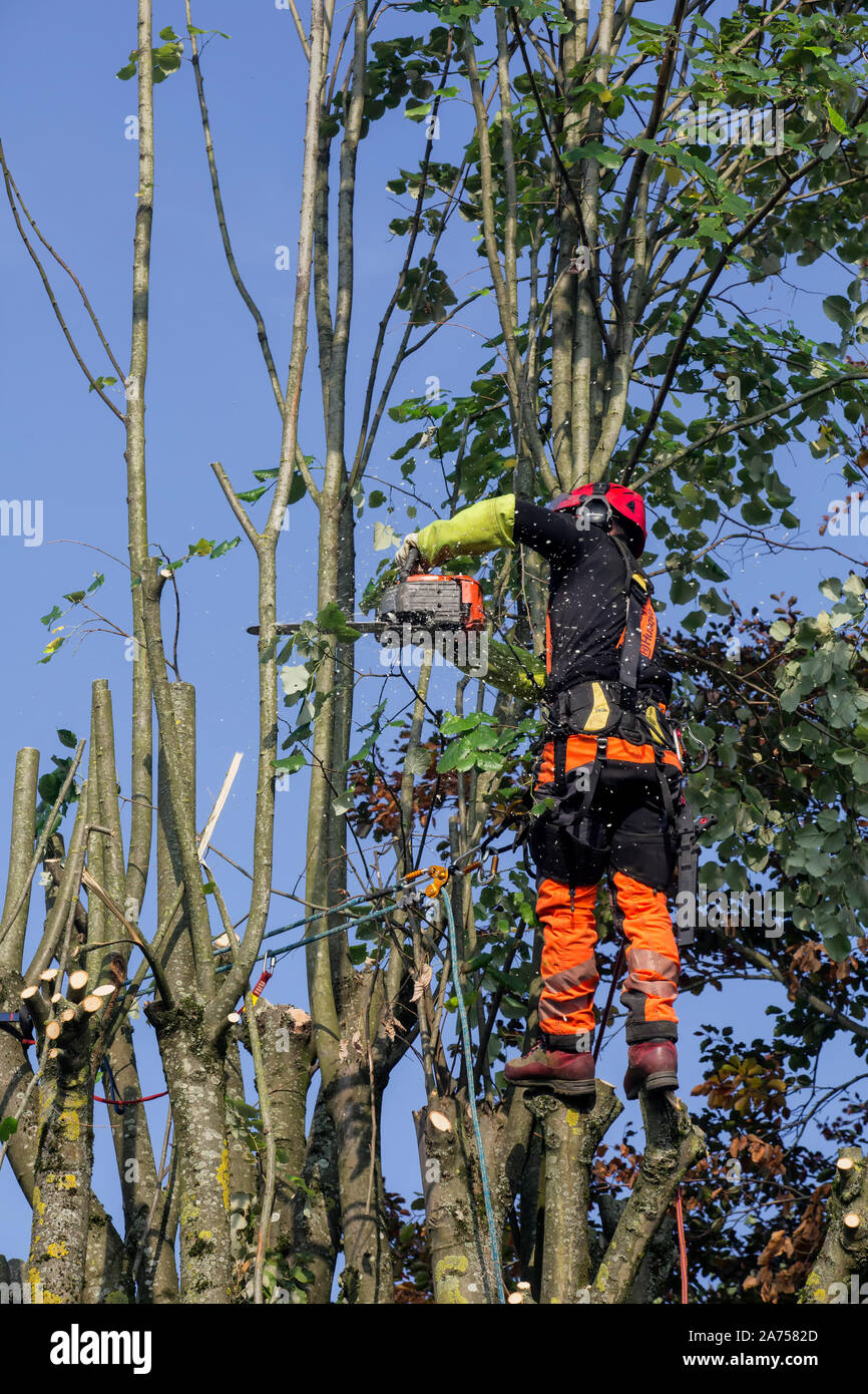 Cutting back a tree hi-res stock photography and images - Alamy