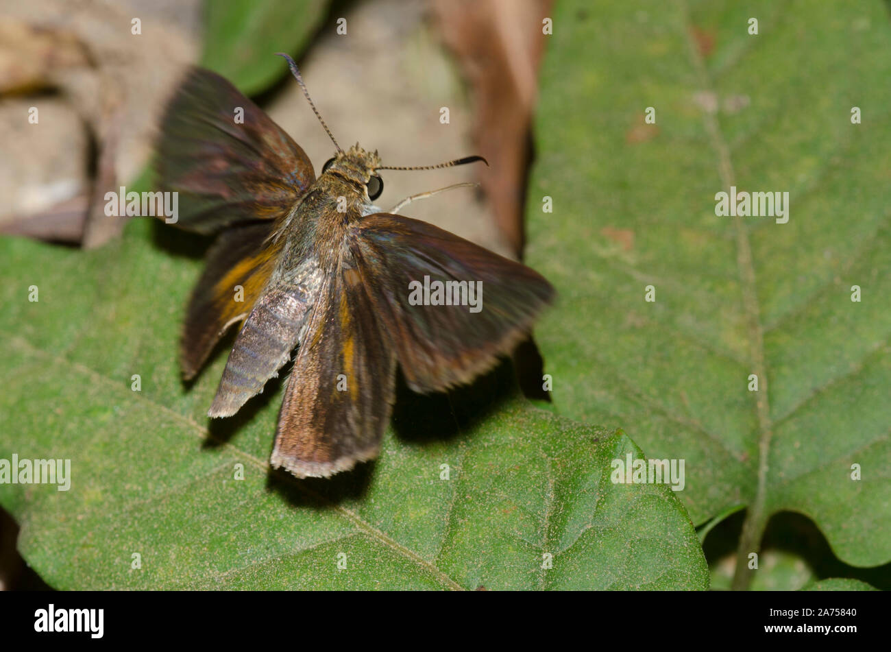 Duke's Skipper, Euphyes dukesi, taking flight Stock Photo - Alamy