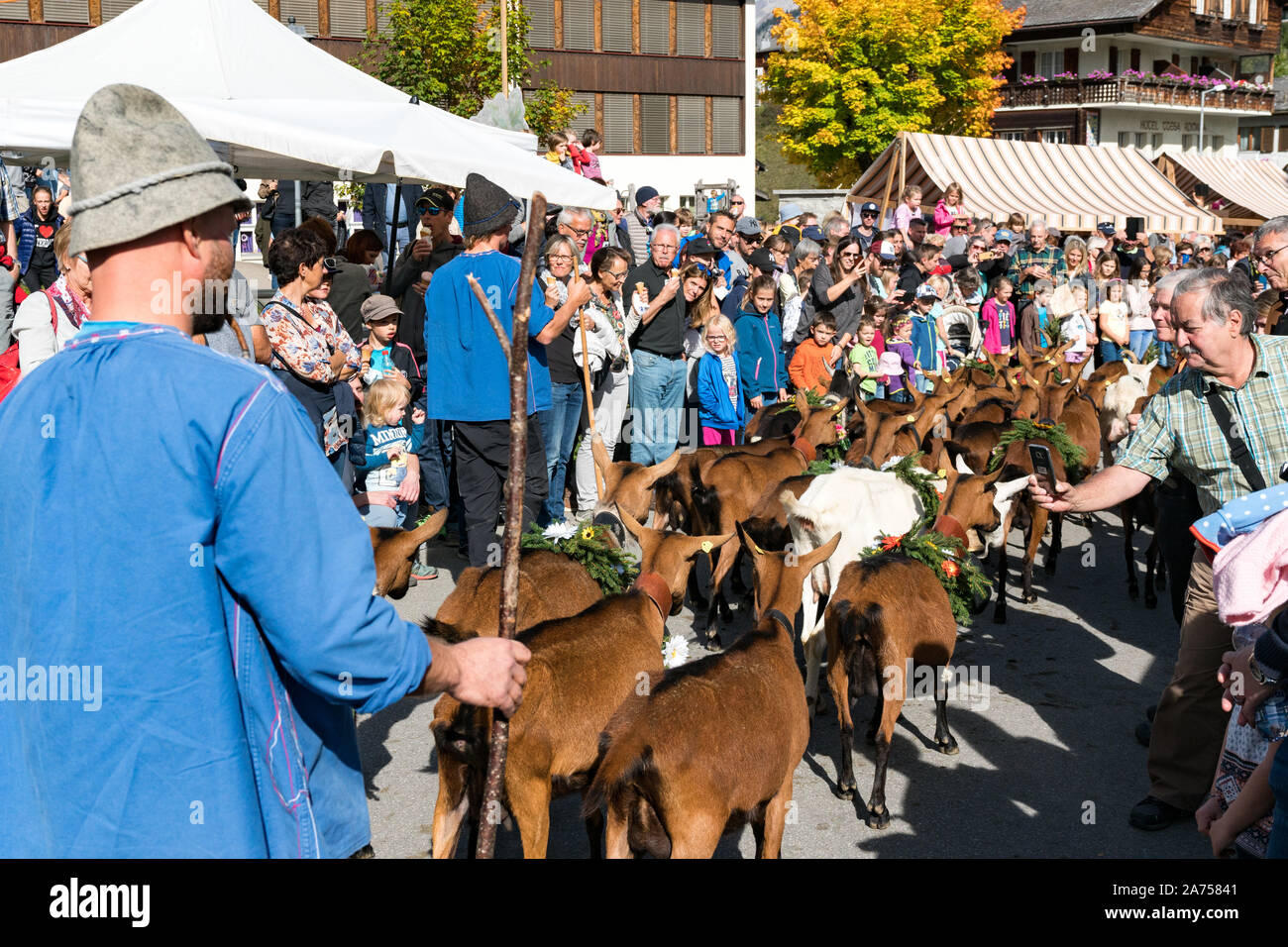 Swiss goats hi-res stock photography and images - Alamy