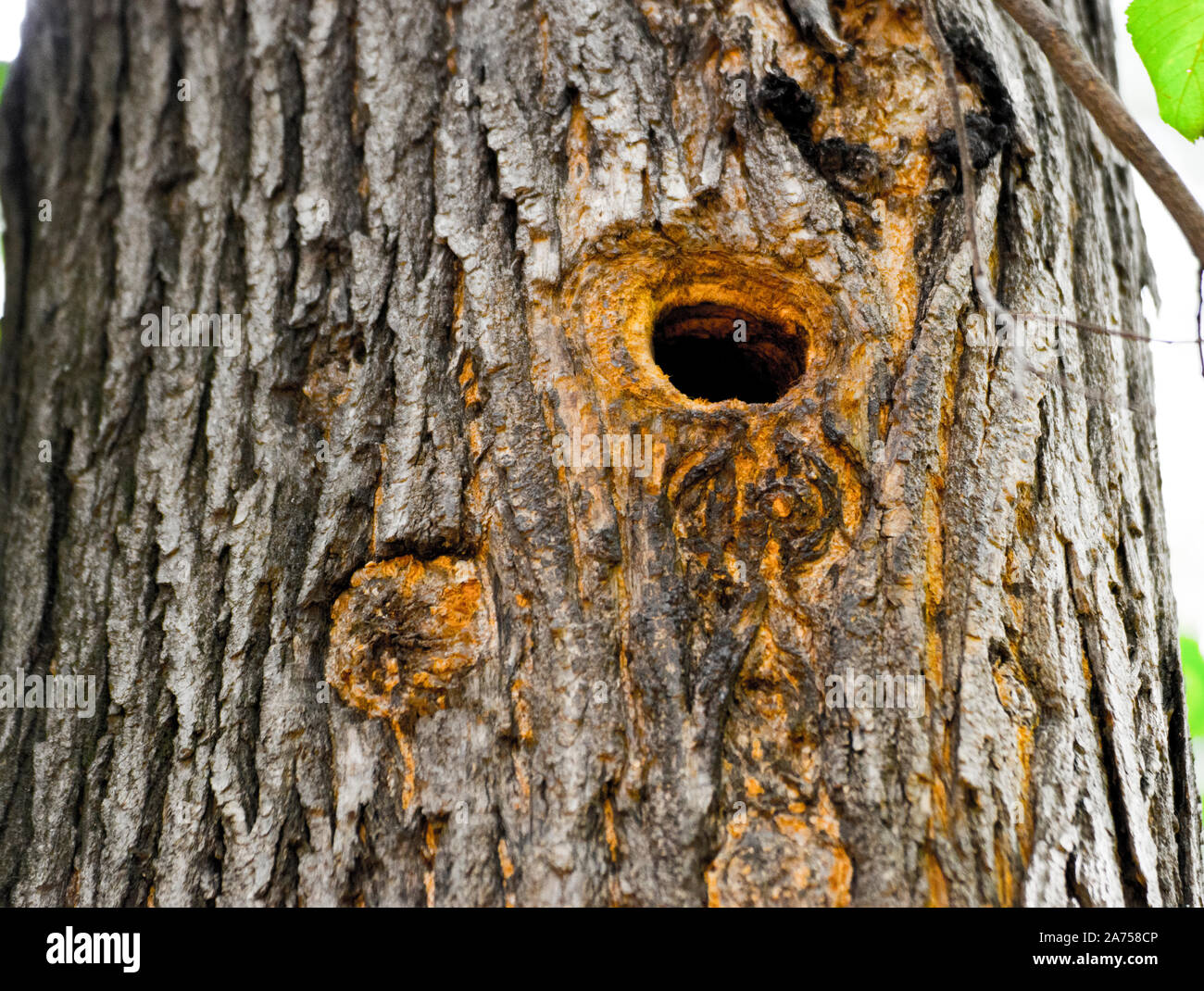 Tree trunk photographed in close range with a hollow visible in the ...