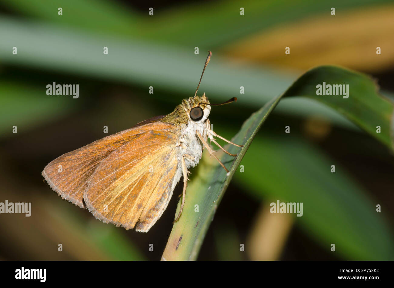 Duke's Skipper, Euphyes dukesi Stock Photo - Alamy