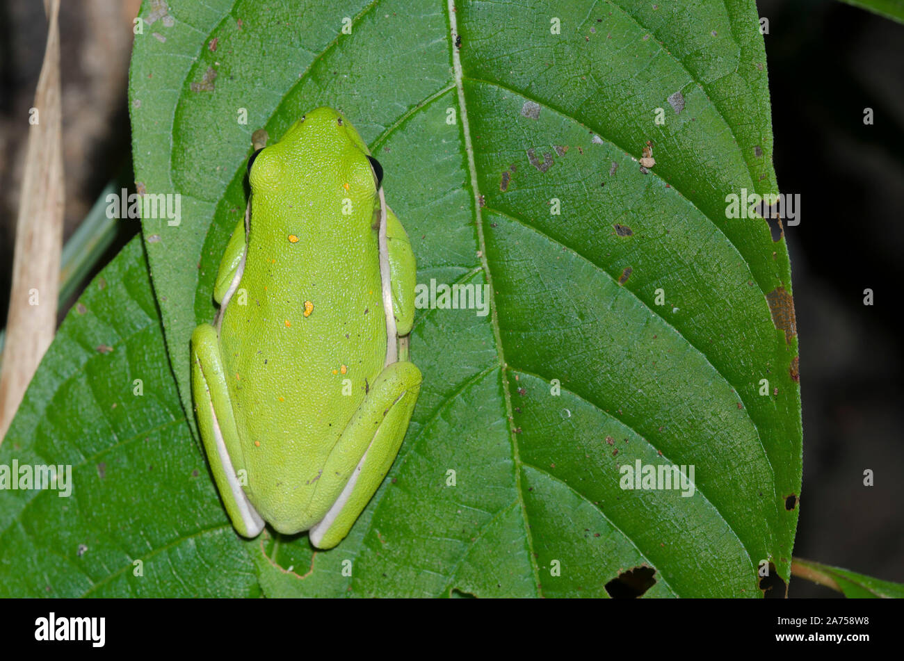 Usa hyla cinerea hi-res stock photography and images - Alamy