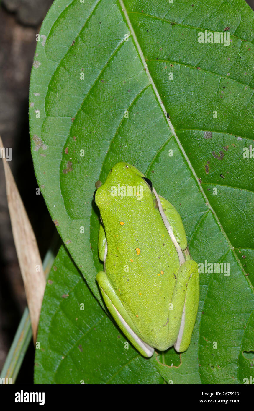 American Green Tree Frog, Hyla cinerea Stock Photo - Alamy