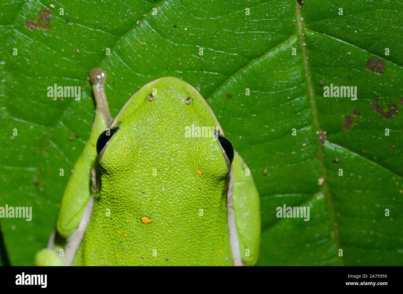 American Green Tree Frog, Hyla cinerea Stock Photo - Alamy