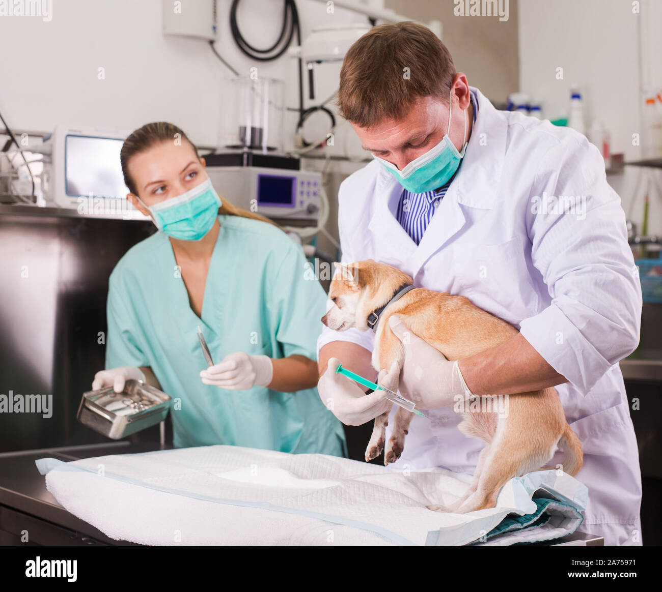 Dog undergoing surgery at vets Stock Photo - Alamy